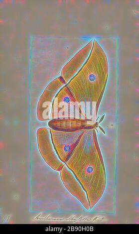 Antheraea, Print, Antheraea is a moth genus belonging to the family ...