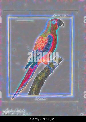 Extinct Cuban red macaw, Ara tricolor 1, blue backed parrot ...