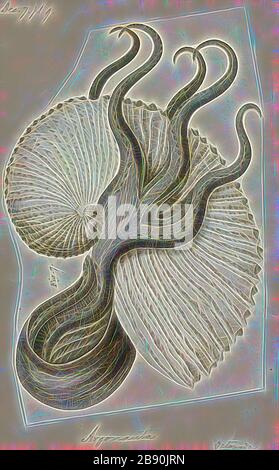 Paper nautiluses, argonauts, Argonauta, are a group of pelagic ...