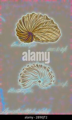 Brown paper nautilus (Argonauta hians) female riding on a jellyfish ...