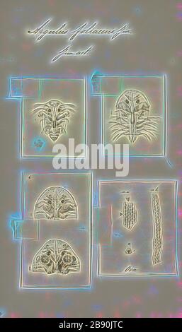 Common fish louse, Argulus foliaceus on perch photographed with high ...