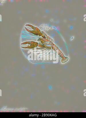 Homarus capensis, Print, The Cape lobster, Homarinus capensis, is a ...