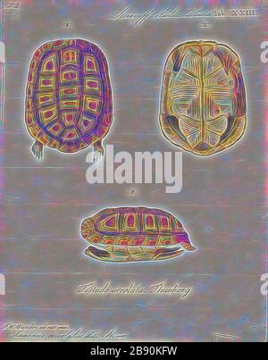 Parrot-beaked tortoise (Homopus areolatus Stock Photo - Alamy