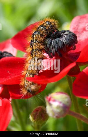 Ranunculus asiaticus or persian buttercup. Sprouting ranunculus corms ...