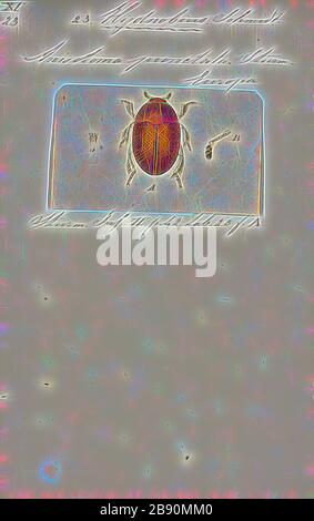 Hydnobius, Print, Hydnobius is a genus of round fungus beetles in the ...