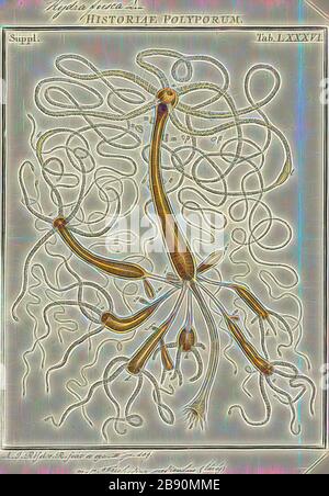 Hydra fusca, Print Stock Photo - Alamy