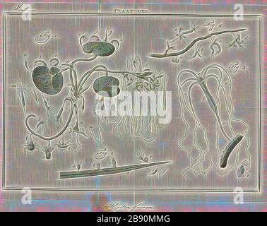 Hydra fusca, Print Stock Photo - Alamy