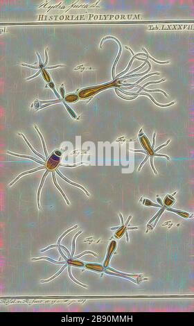 Hydra fusca, Print Stock Photo - Alamy