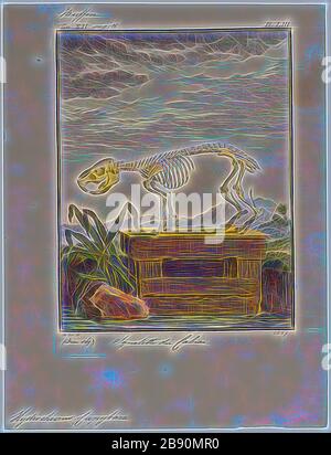 Capybara Skeleton, Hydrochoerus hydrochaeris Stock Photo - Alamy