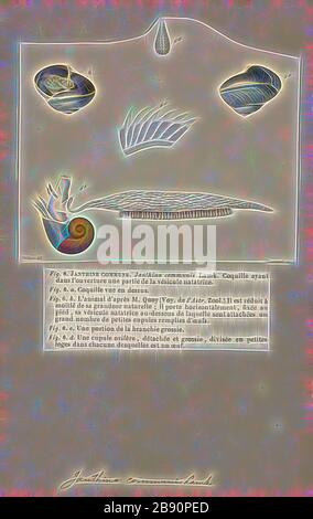 Janthina communis, Print, Janthina janthina, common name the violet sea ...