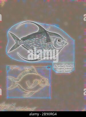 Moonfish or Opah ( pelagic lampriform) large colourful fishes, here in ...