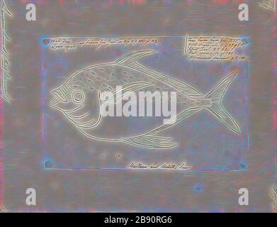 Lampris luna, Print, Opah, Opahs (also commonly known as moonfish ...
