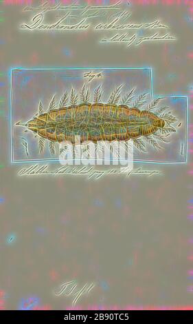 Lepidonotus squamatus, Print, Lepidonotus squamatus is a species of ...