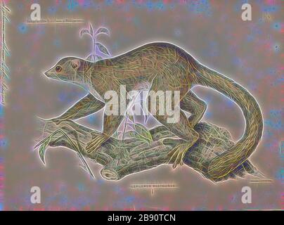 WEASEL SPORTIVE LEMUR Lepilemur mustelinus Stock Photo - Alamy