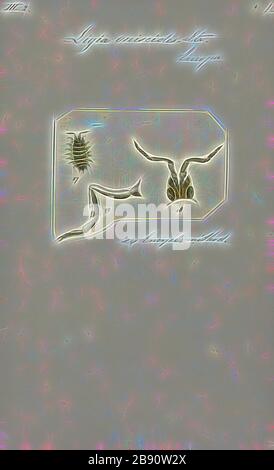 Ligia oniscides, Print, Ligia is a genus of isopods, commonly known as ...