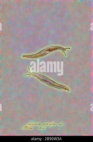 Limax agrestis, Print, Limax is a genus of air-breathing land slugs in ...