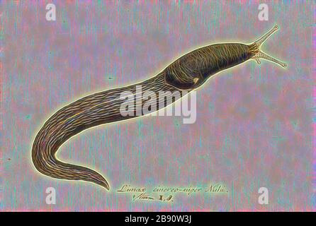 Limax cinereoniger, Print, Limax cinereoniger is a large species of air ...