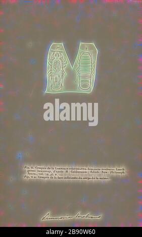 Limnoria terebrans, Print, Limnoria lignorum, commonly known as the ...