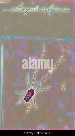 Linopodes, Print, Linopodes is a genus of mites in the family ...