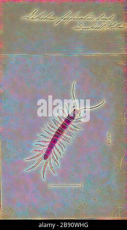 Lithobius, Print, Lithobius is a large genus of centipedes in the ...