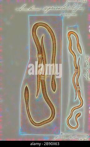The genus Lumbricus contains some of the most commonly seen earthworms ...