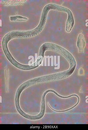 Lycodon subcinctus, Print, Lycodon subcinctus, commonly known as the ...