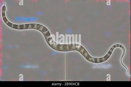Lycodon petolarius, Print, Lycodon subcinctus, Malayan banded wolfsnake ...