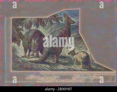 Macropus derbyanus, Print, Macropus is a marsupial genus in the family ...