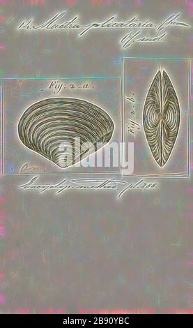 Mactra plicataria, Print, Mactra is a genus of medium-sized marine ...