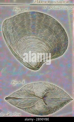 Mactra striatella, Print, Mactra is a genus of medium-sized marine ...