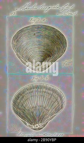 Mactra turgida, Print, Mactra is a genus of medium-sized marine bivalve ...
