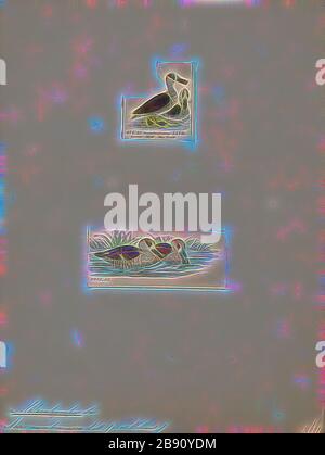 Pink-eared (Zebra) pink-eared duck (Malacorhynchus membranaceus ...