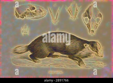 European Badger Skull, Meles meles, Mustelidae Stock Photo - Alamy