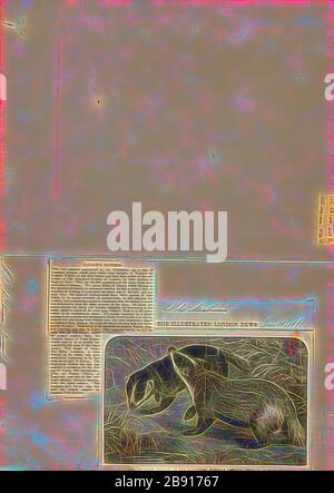 Meles anakuma, Print, The Japanese badger (Meles anakuma) is a species ...