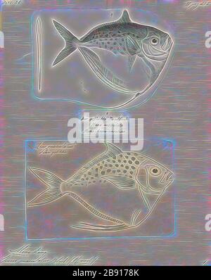 Mene maculata, Print, Mene maculata, the Moonfish, is the only extant ...