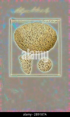 Millepora tortuosa, Print, Millepora tenera is a species of fire coral ...