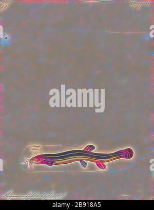 Misgurnus fossilis, commonly known as the weatherfish or European ...
