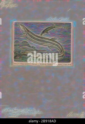 Fish Weather loach (Misgurnus fossilis) on the background of a 5 mm ...