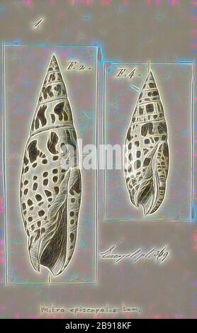 Mitra episcopalis, Print, Mitra mitra, common name the episcopal miter ...