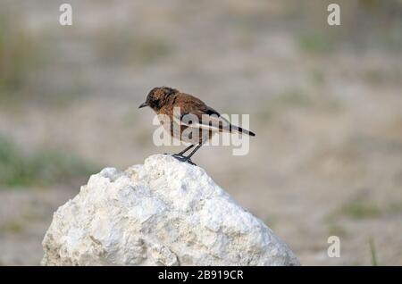 Ant-eating chat on white rock, Namibia Stock Photo - Alamy