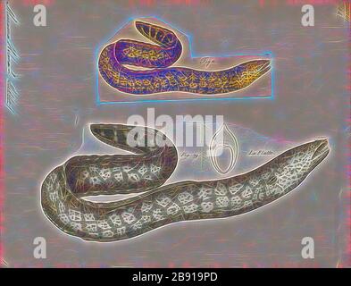 The Mediterranean moray, sometimes also called Roman eel, Muraena ...