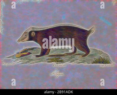 Sunda stink badger, Mydaus javanensis (Teledu, Mydaus meliceps ...