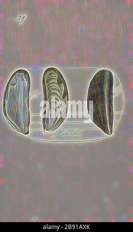 The blue mussel (Mytilus edulis), also known as the common mussel, is a ...