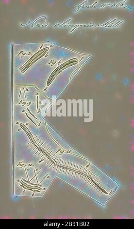 Nais elinguis, Print, Oligochaete worm Stock Photo - Alamy