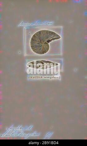 Nautilus triangularis, Print, The nautilus is a pelagic marine mollusc ...