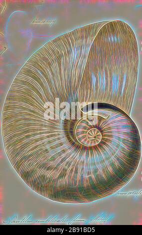 Nautilus umbilicatus, Print, Allonautilus scrobiculatus, also known as ...