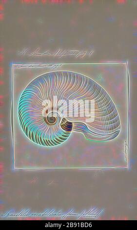 Nautilus umbilicatus, Print, Allonautilus scrobiculatus, also known as ...