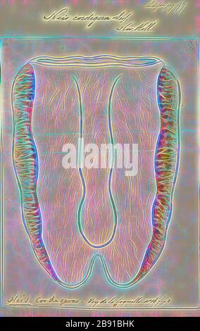 Neis cordigera, Print, Neis is a genus of nudan ctenophores. It is a ...