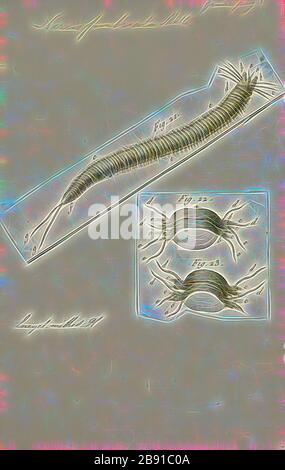 Nereis fimbriata, Print, Nereis is a genus of polychaete worms in the ...