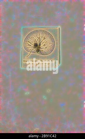 Noctiluca miliaris, sea sparkle (Noctiluca scintillans ...